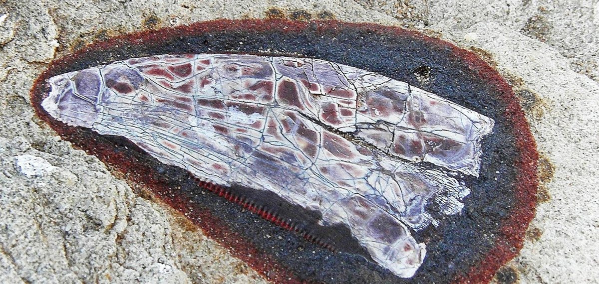 Dinosaur Fossils – Sentinel Limpopo Eco Safaris