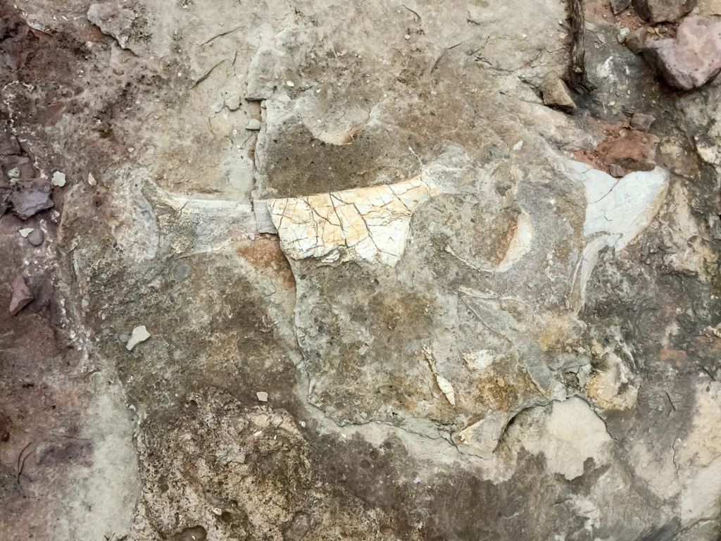 Dinosaur Fossils – Sentinel Limpopo Eco Safaris